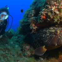 Jordi - Diving Center El Rei del Mar, l'Estartit, Dives in the Medes ...
